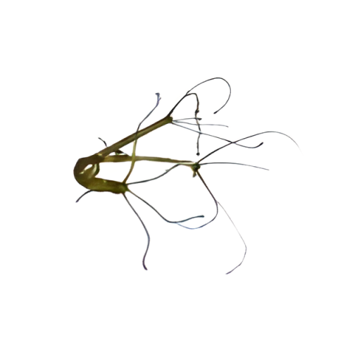 Hydra | Trans Mississippi Biological Supply | Isanti, MN